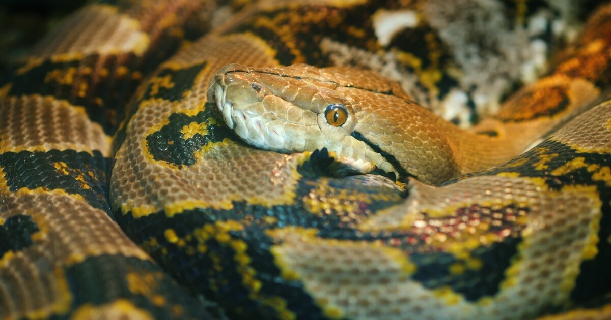 Wunsiedel: Drei Meter lange Netzpython ausgesetzt | tvo.de