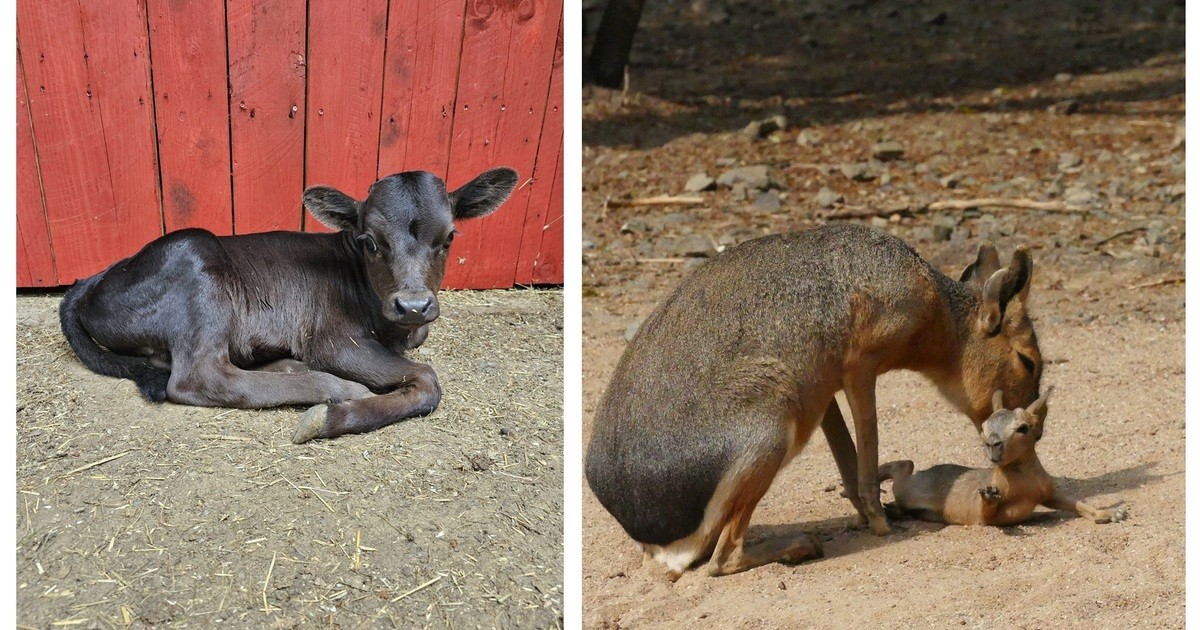 Nachwuchs im Zoo Hof: Zwillinge bei den Großen Maras und ein kleines ...
